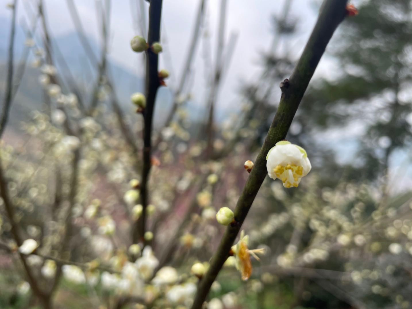 梅，美 — 萧内网_萧山论坛