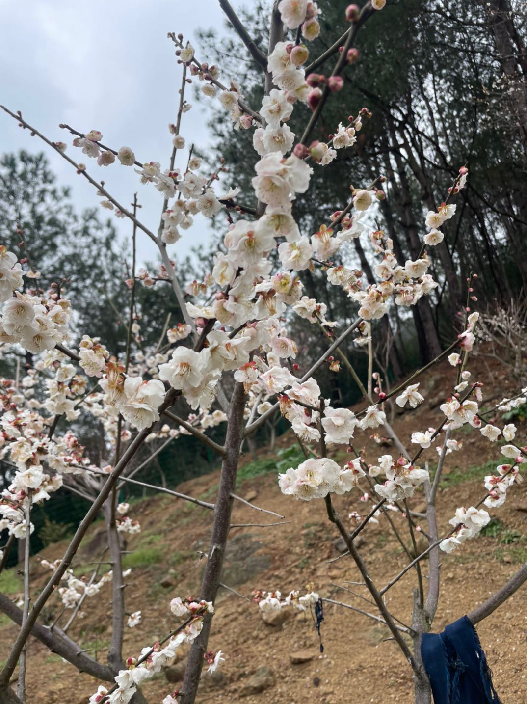 梅，美 — 萧内网_萧山论坛
