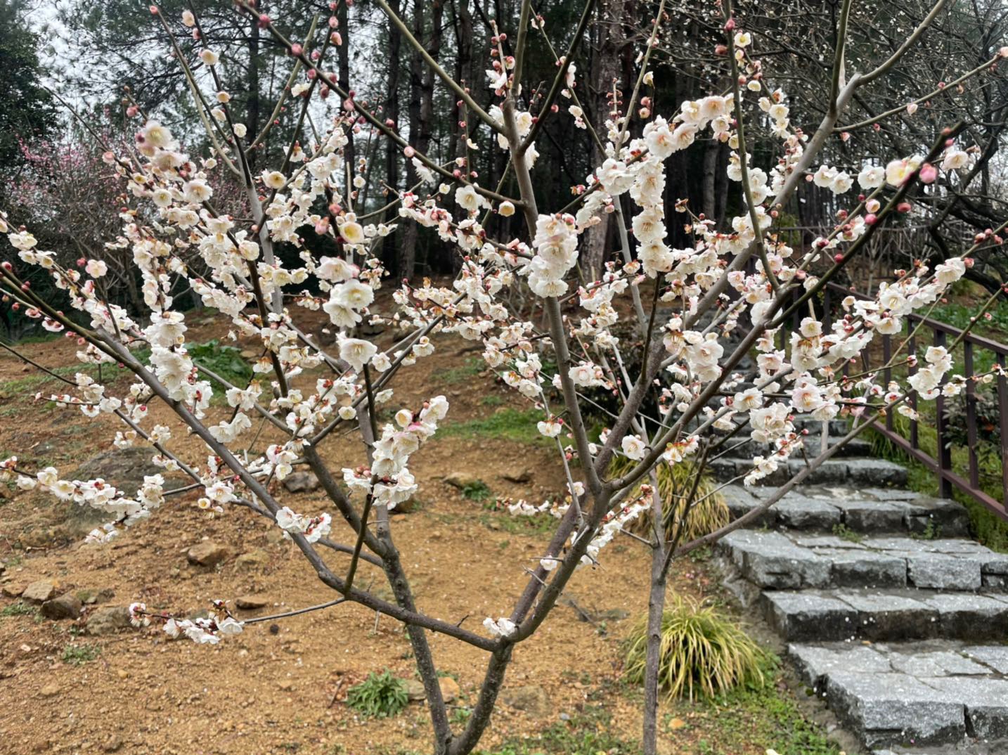 梅，美 — 萧内网_萧山论坛